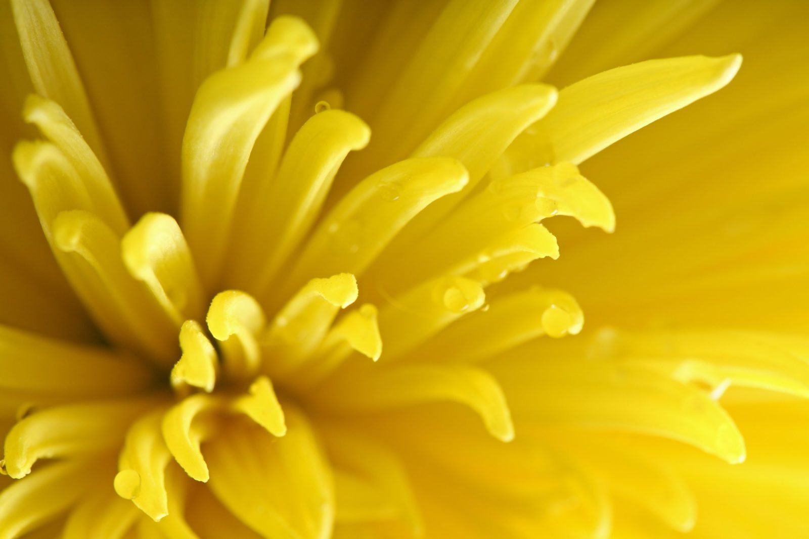 The Best Vibrant Yellow Paint Colors - West | South